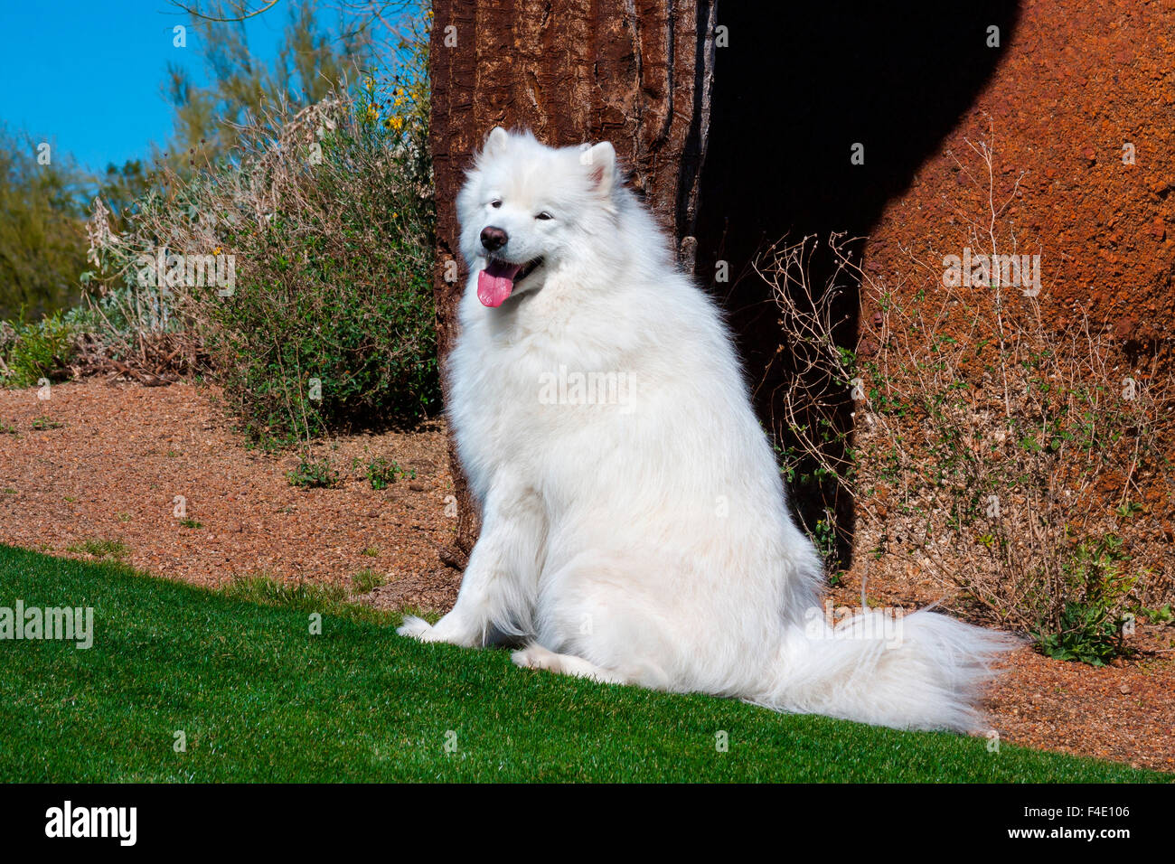 Samoyed sitting in desert garden Stock Photo - Alamy