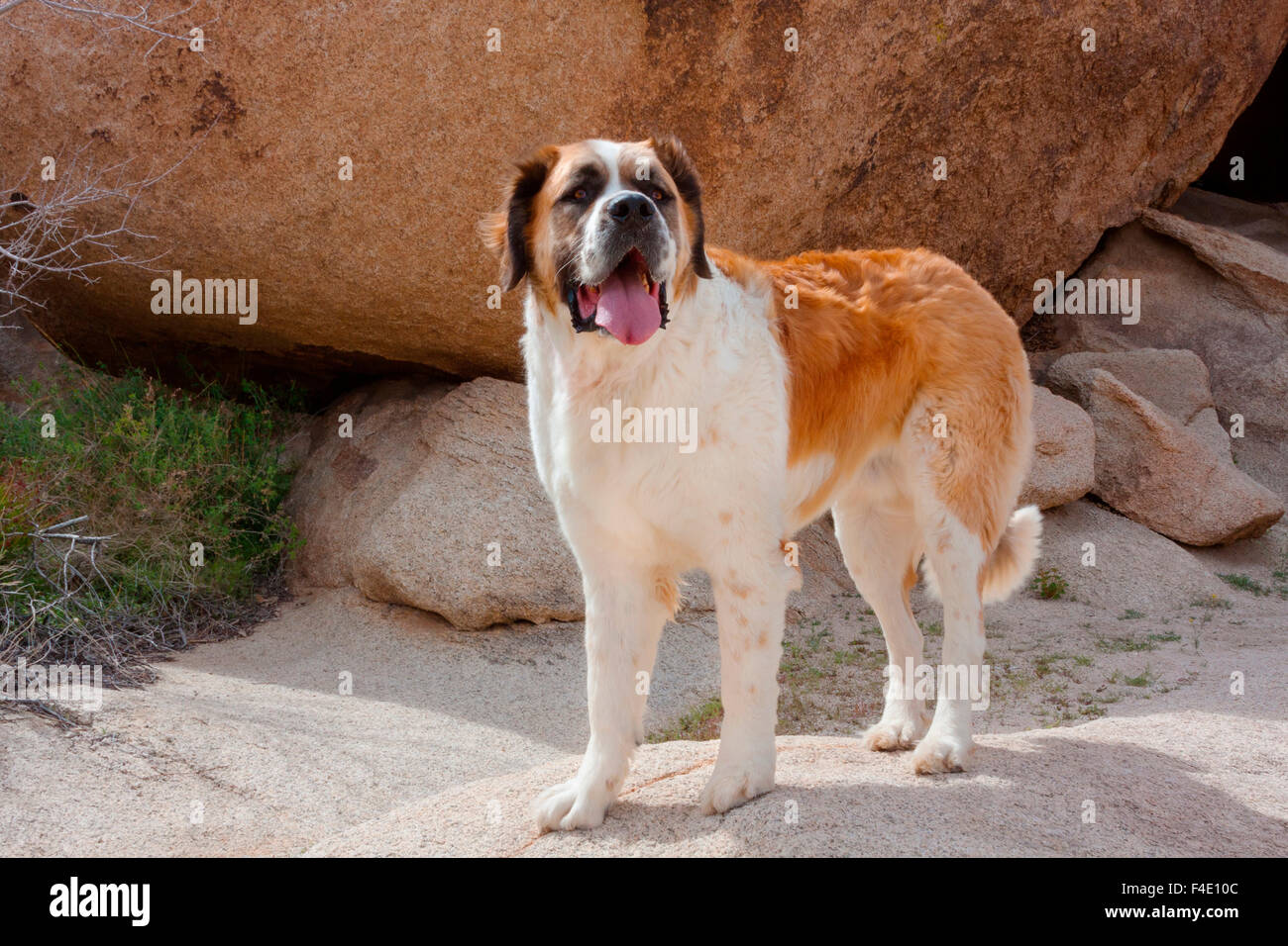 Mr bernard hi-res stock photography and images - Alamy