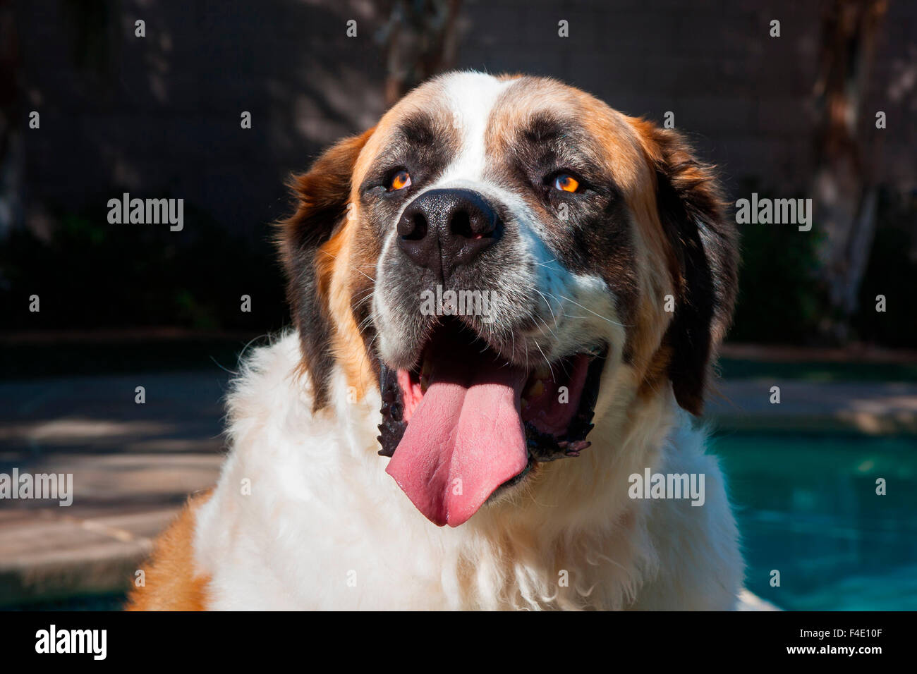 Portrait of a Saint Bernard (MR Stock Photo - Alamy