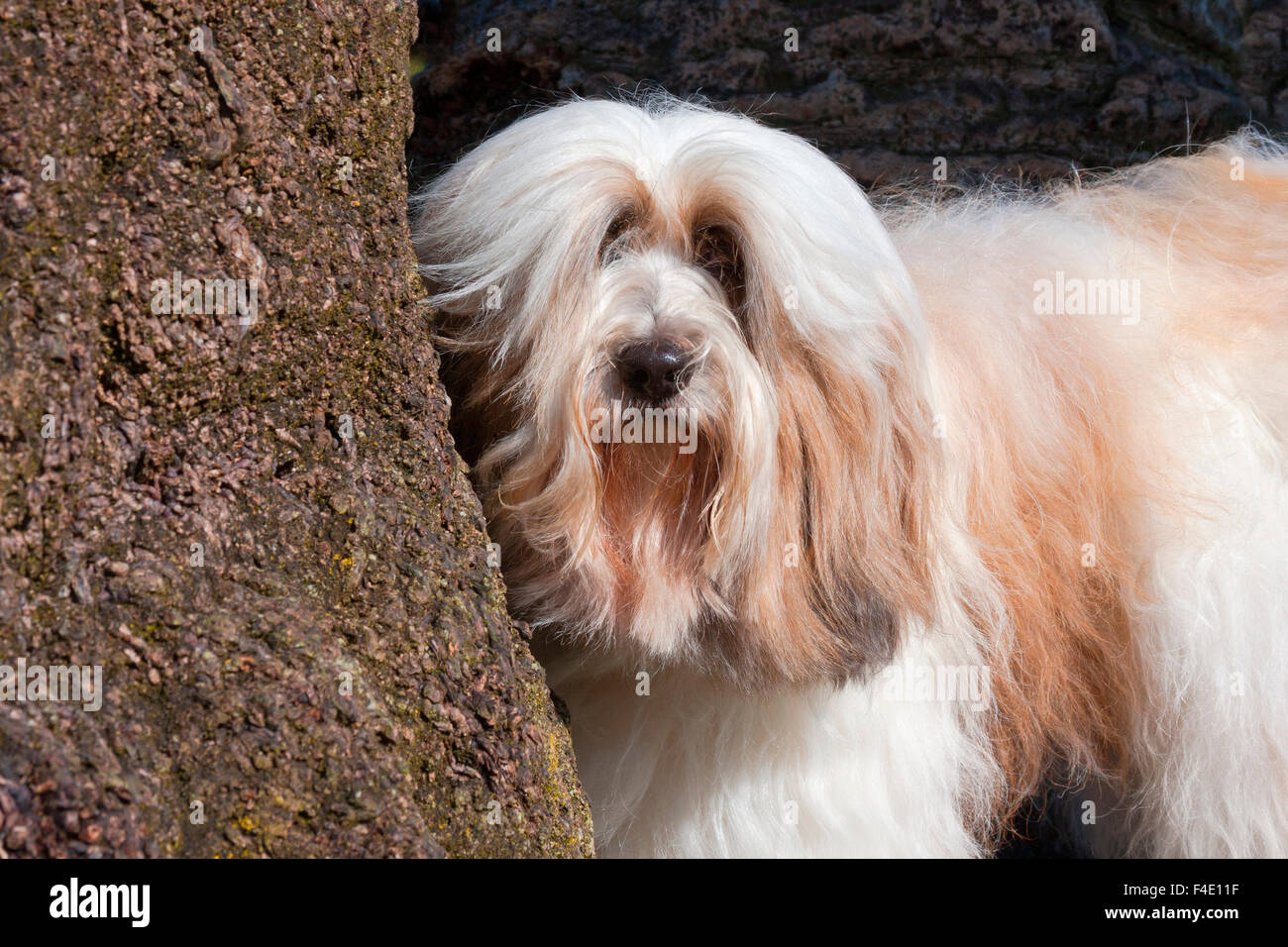 Tibetan apso hi-res stock photography and images - Alamy