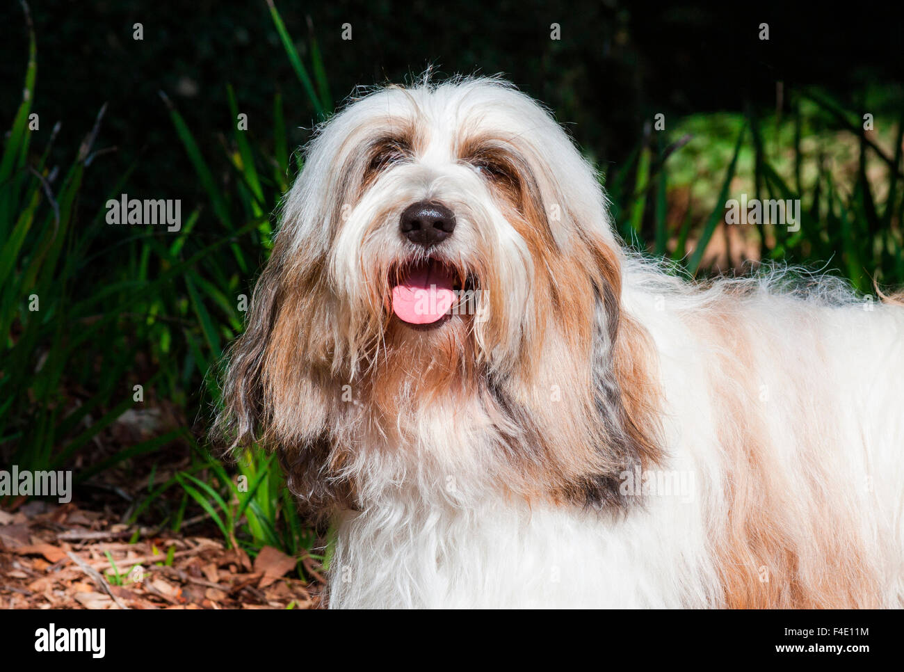 Tibetan apso hi-res stock photography and images - Alamy