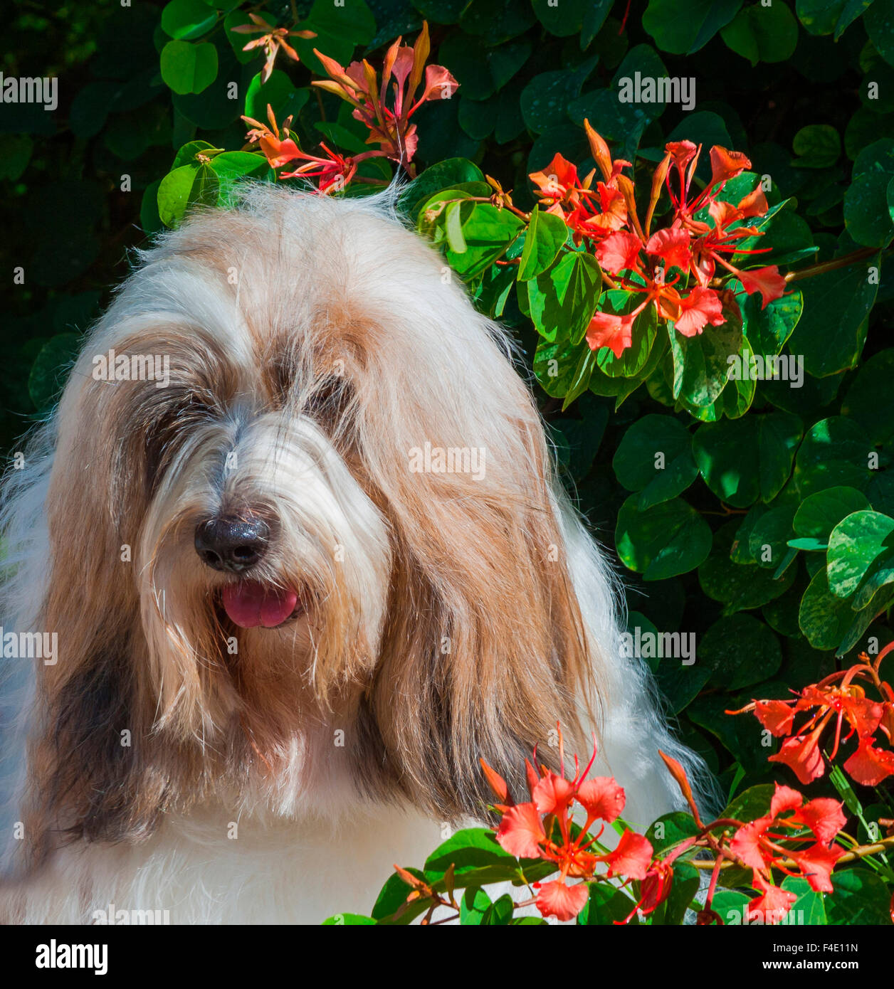 Tibetan apso hi-res stock photography and images - Alamy