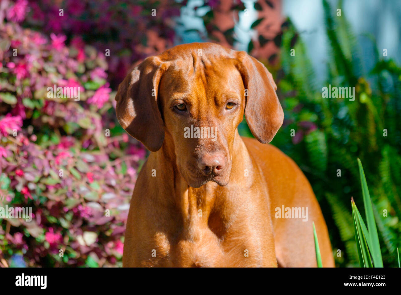 Vizsla portrait (MR Stock Photo - Alamy