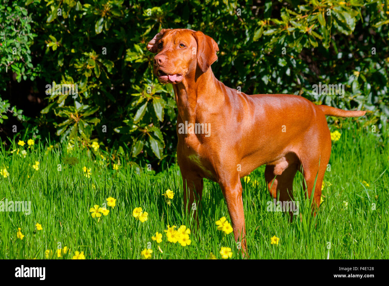 Vizsla thinking of lizards (MR Stock Photo - Alamy