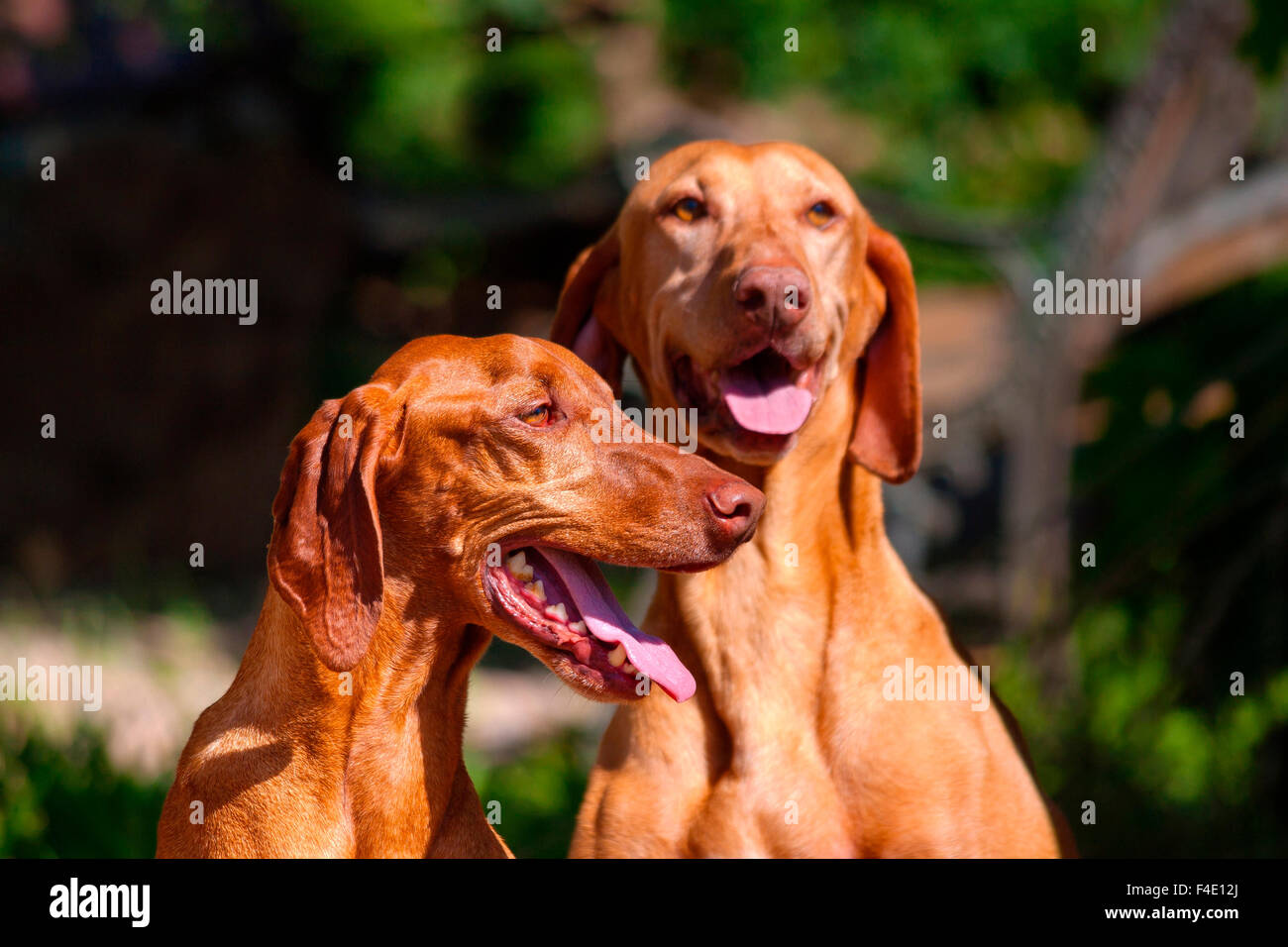 Sitting shorthaired magyar vizsla hi-res stock photography and images ...