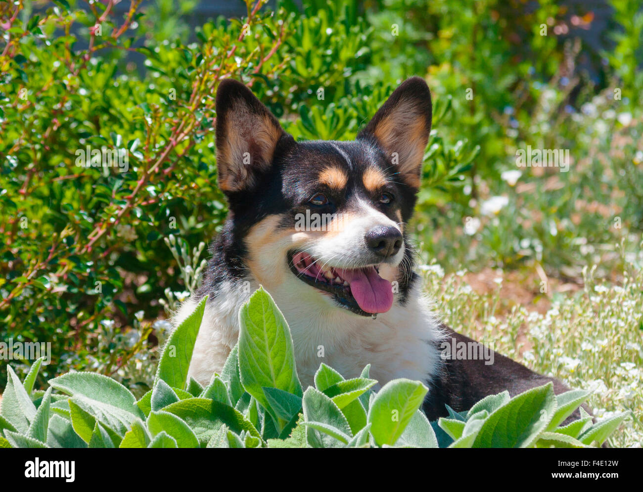 Dog pembroke welsh corgi alert hi-res stock photography and images - Alamy
