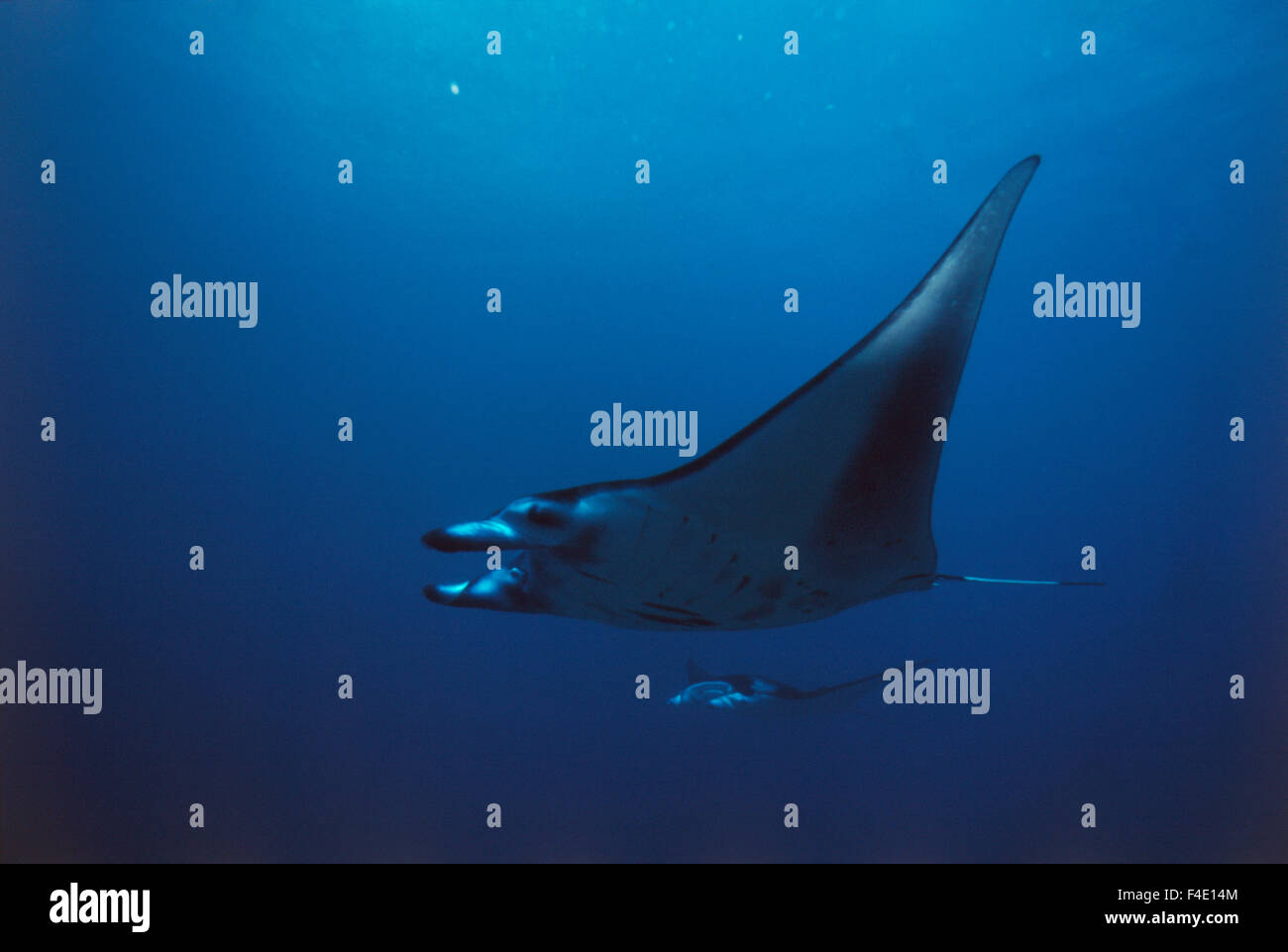 Micronesia, Yap, Ray Fish in sea (Large format sizes available Stock ...