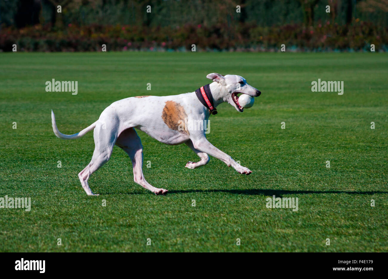 Whippet running with white ball (MR Stock Photo - Alamy