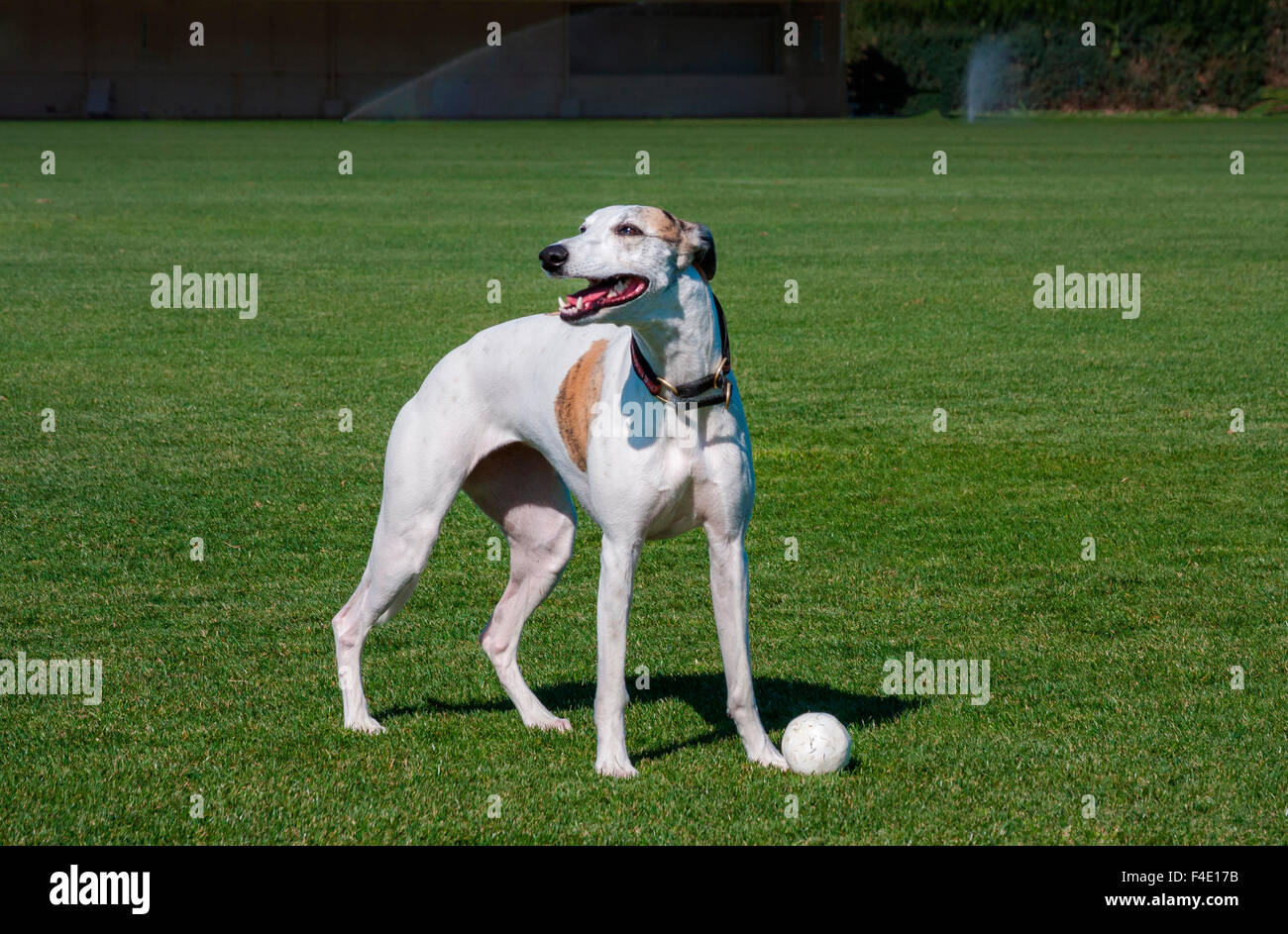 Whippet standing with white ball (MR Stock Photo - Alamy