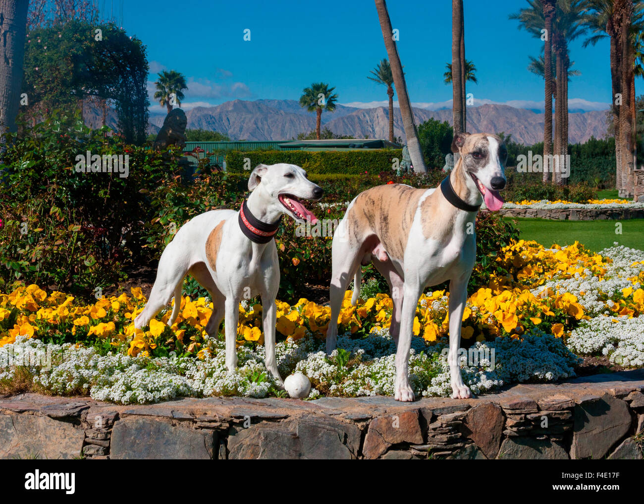 Mr whippet hi-res stock photography and images - Alamy