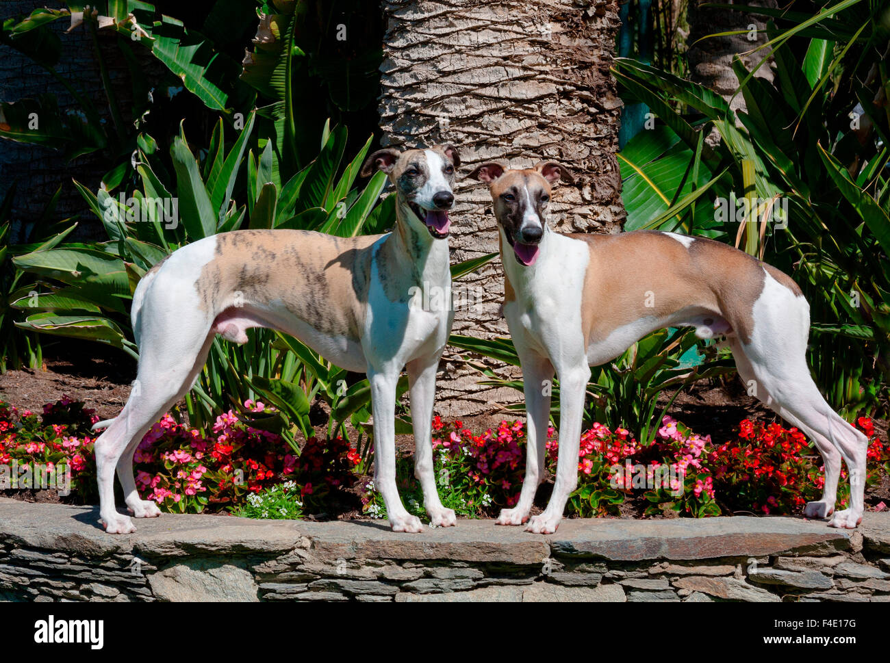 Mr whippet hi-res stock photography and images - Alamy