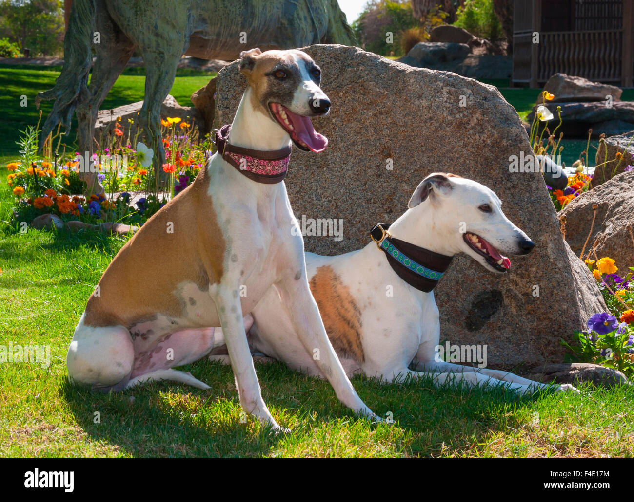 Two Whippets High Resolution Stock Photography and Images - Alamy
