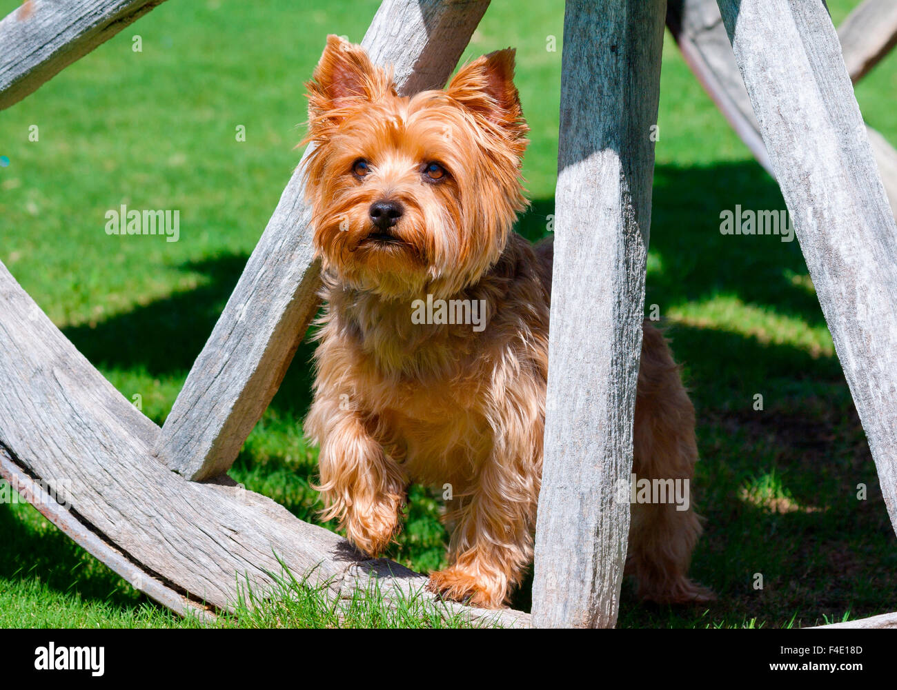 Yorkshire Terrier standing in a wagon wheel Stock Photo - Alamy