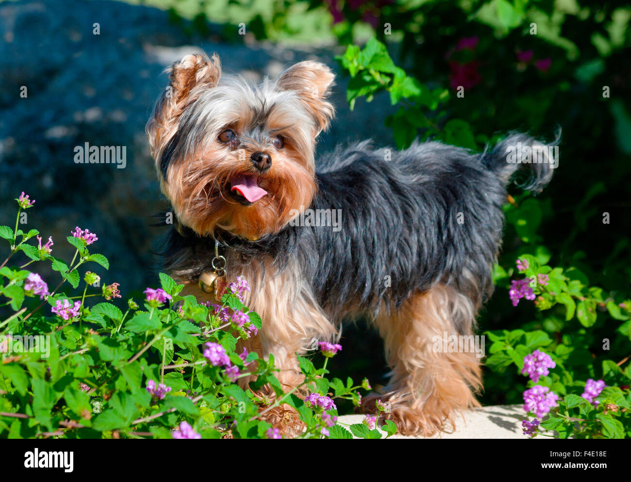 Yorkshire Terrier standing in purple flowers Stock Photo - Alamy
