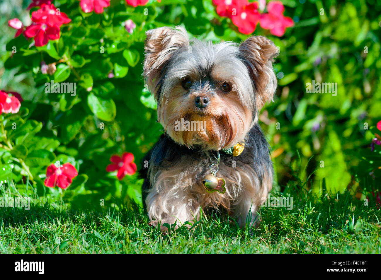 Schnauzer sitting in grass hi-res stock photography and images - Alamy