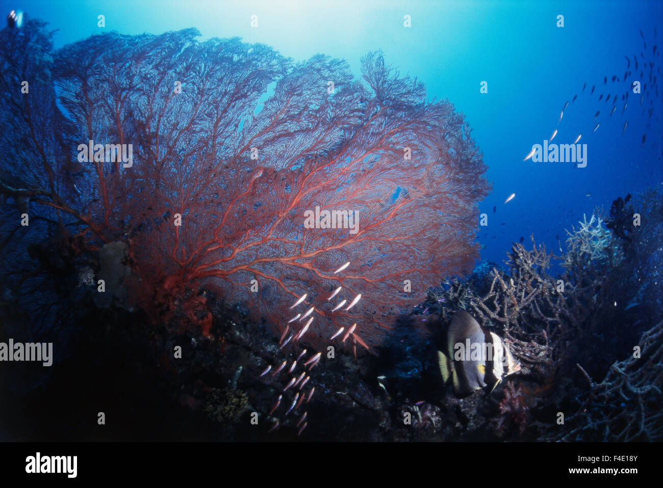 Indo Pacific, Coral and fish in deep sea (Large format sizes available ...