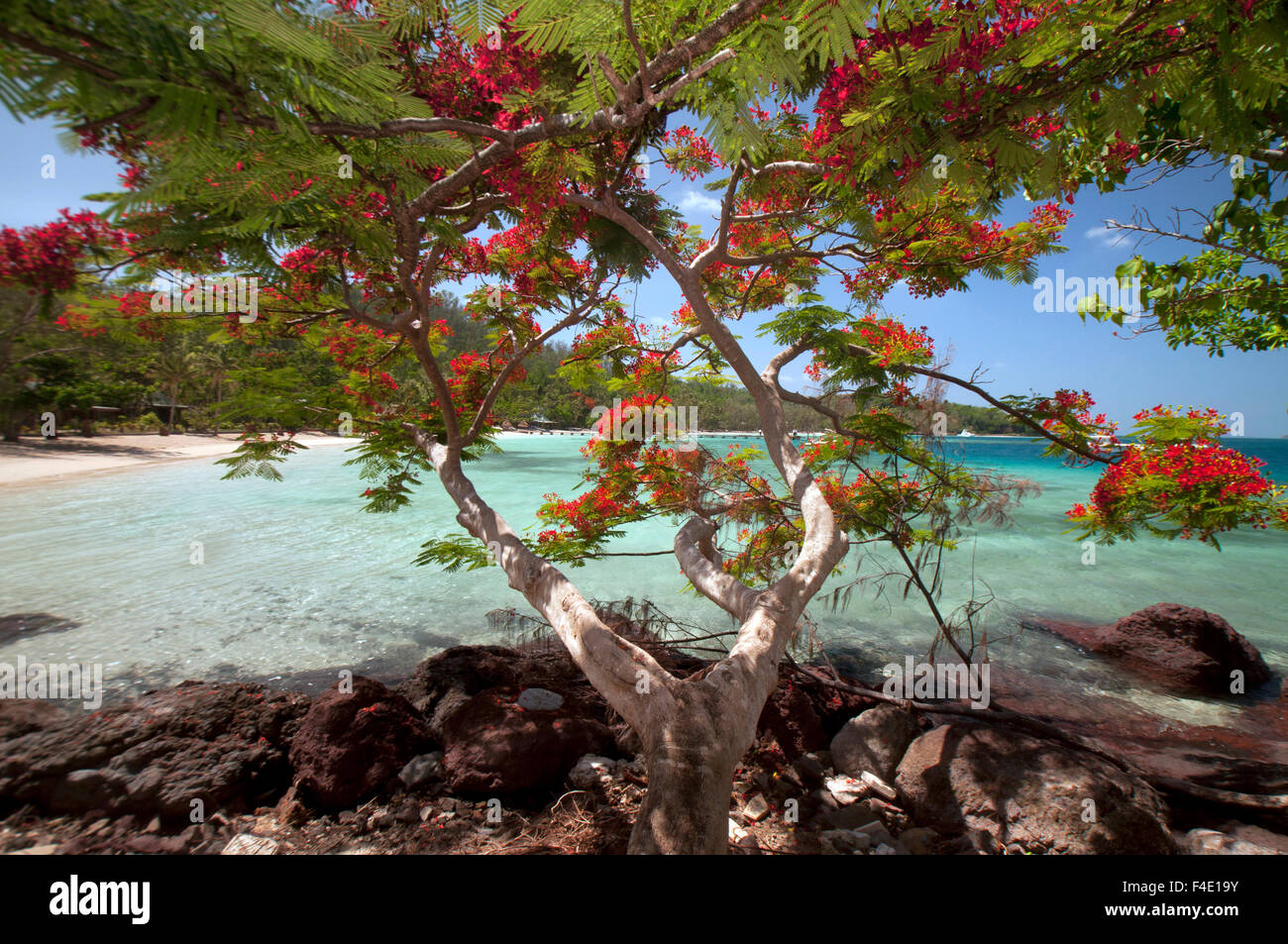 Flamboyant Christmas Tree (Delonix regia) at Vonu Point, Turtle Island ...