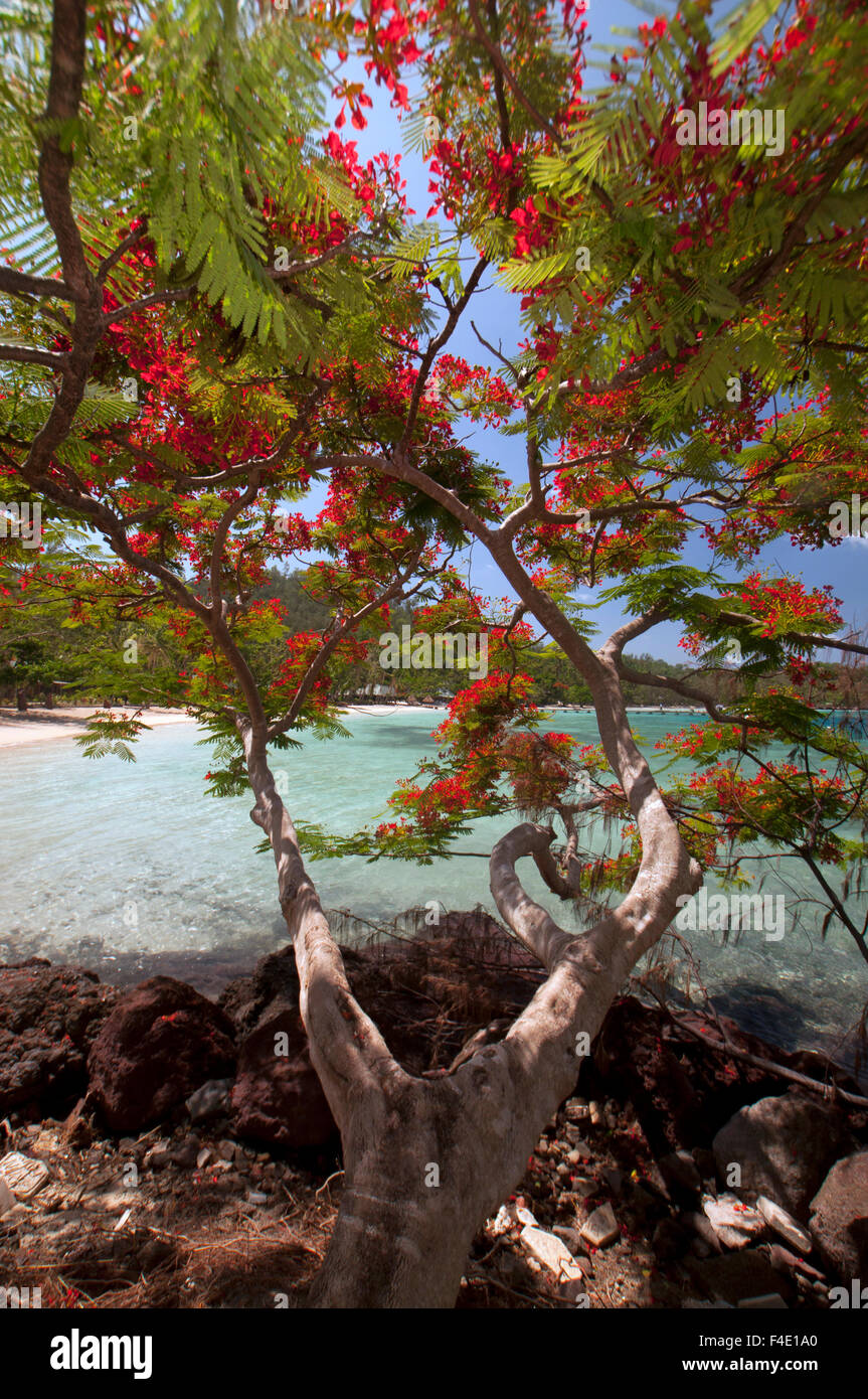 Flamboyant Christmas Tree (Delonix regia) at Vonu Point, Turtle Island ...