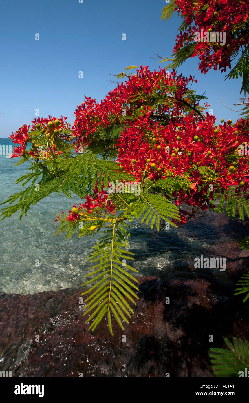 Poinciana fiji hi-res stock photography and images - Alamy