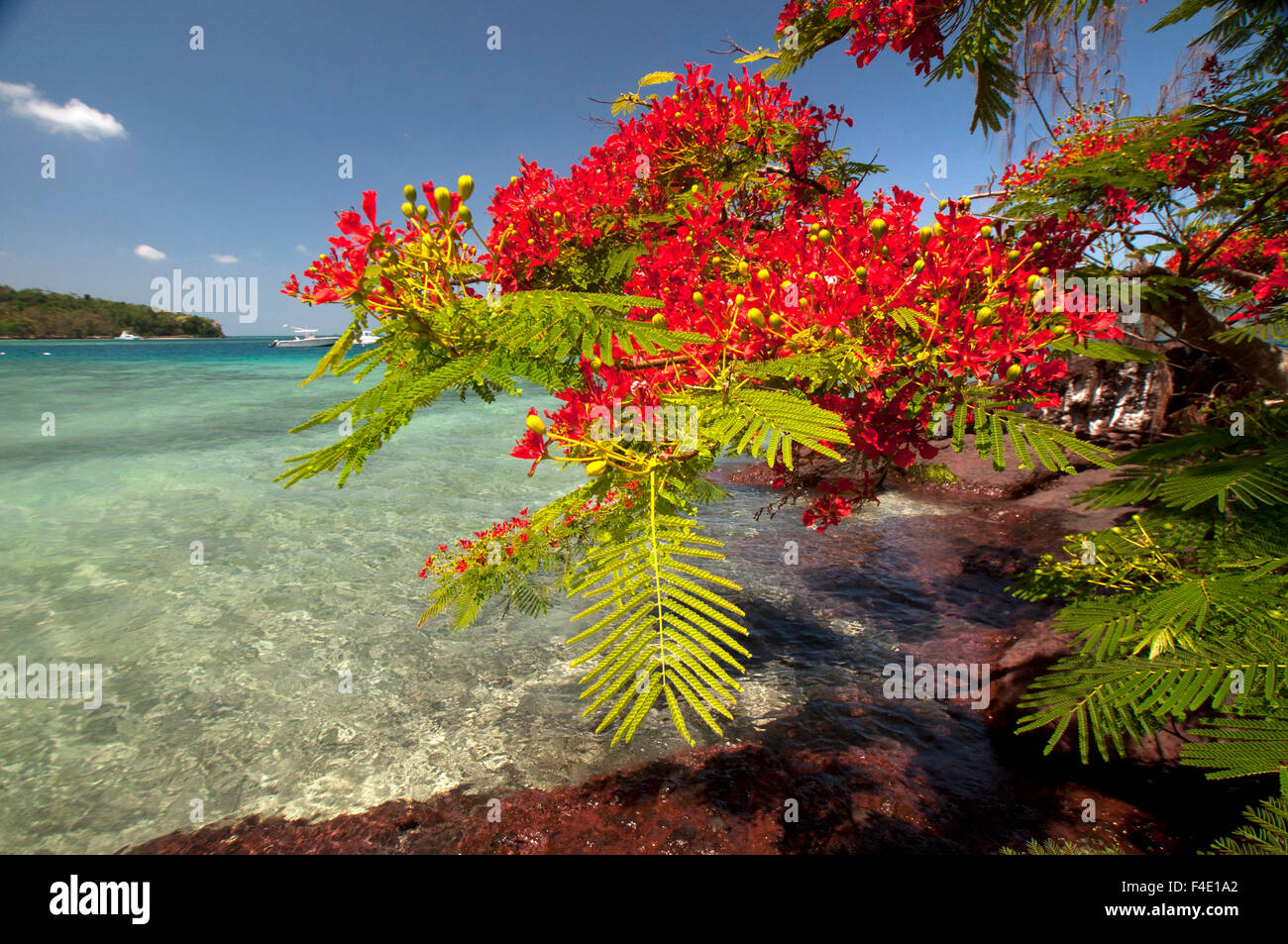 Flamboyant Christmas Tree (Delonix regia) at Vonu Point, Turtle Island ...