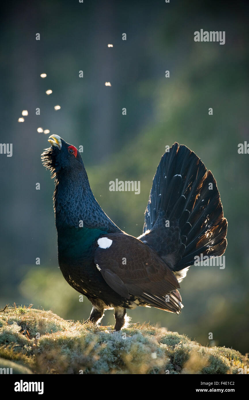 A capercaillie in the forest, Sweden Stock Photo - Alamy