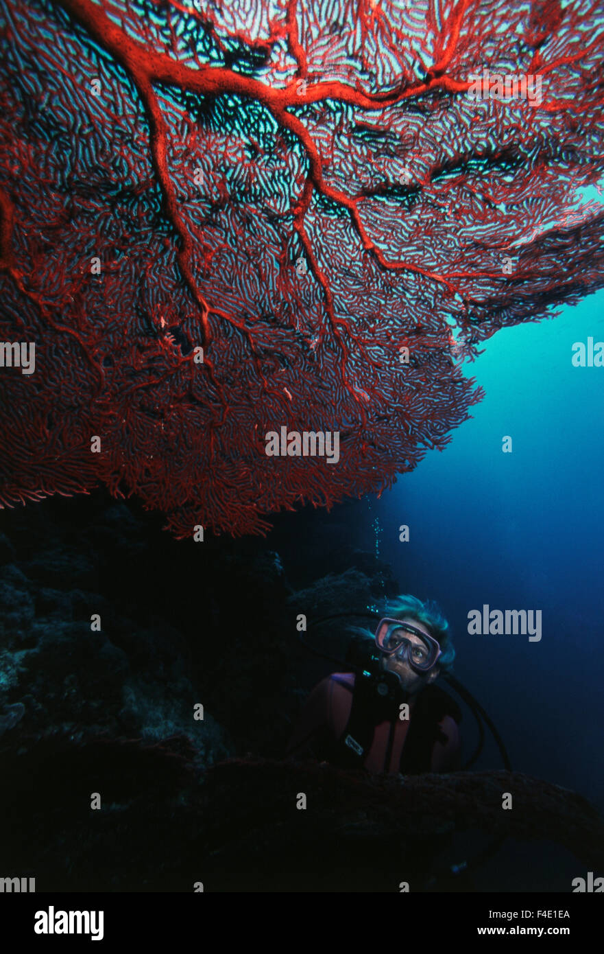 Solomon Islands, Diver viewing gorgonian, sea fans (Large format sizes ...