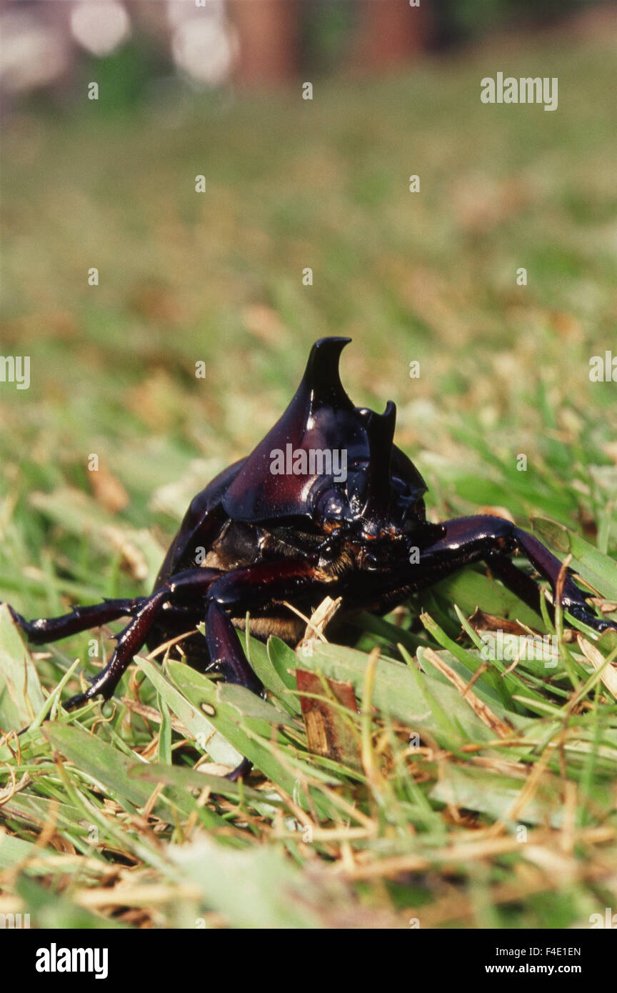 Papua New Guinea, Rhinoceros Beetle (Orcyctes rhinoceros) (Large format ...