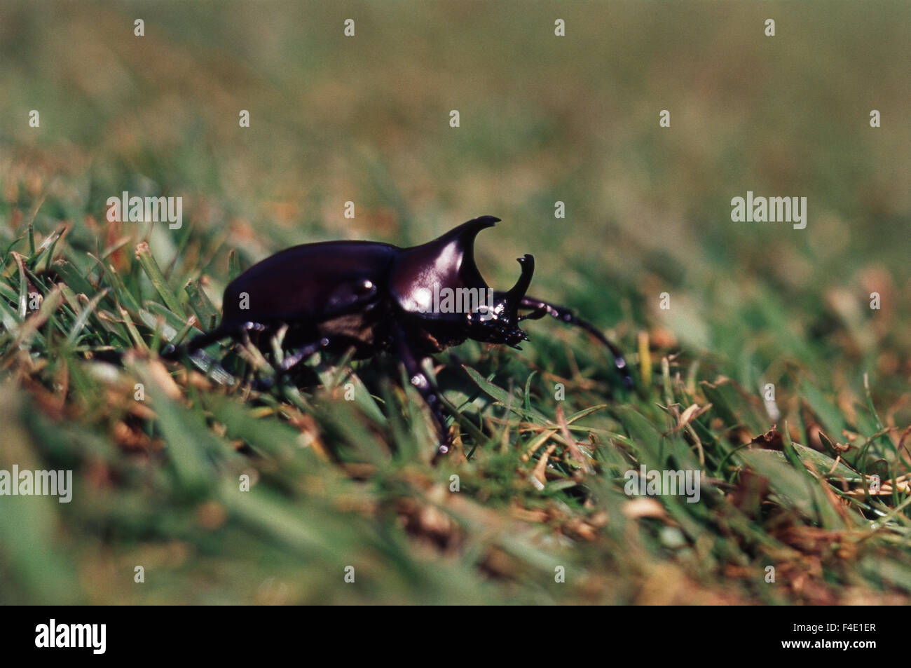 Guinea stag beetle hi-res stock photography and images - Alamy