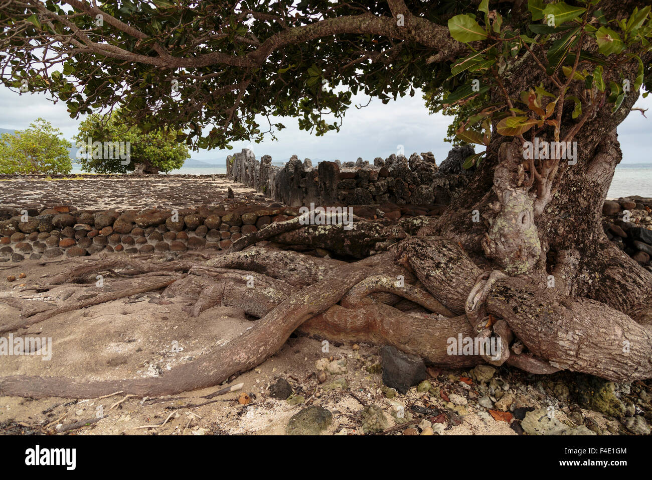 Pacific Ocean, French Polynesia, Society Islands, Raiatea. Tree and ...