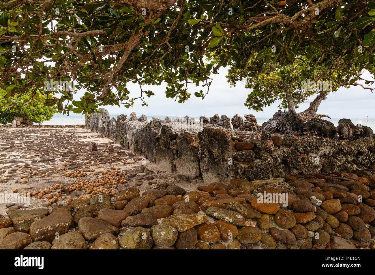 Pacific Ocean, French Polynesia, Society Islands, Raiatea. Tree and ...