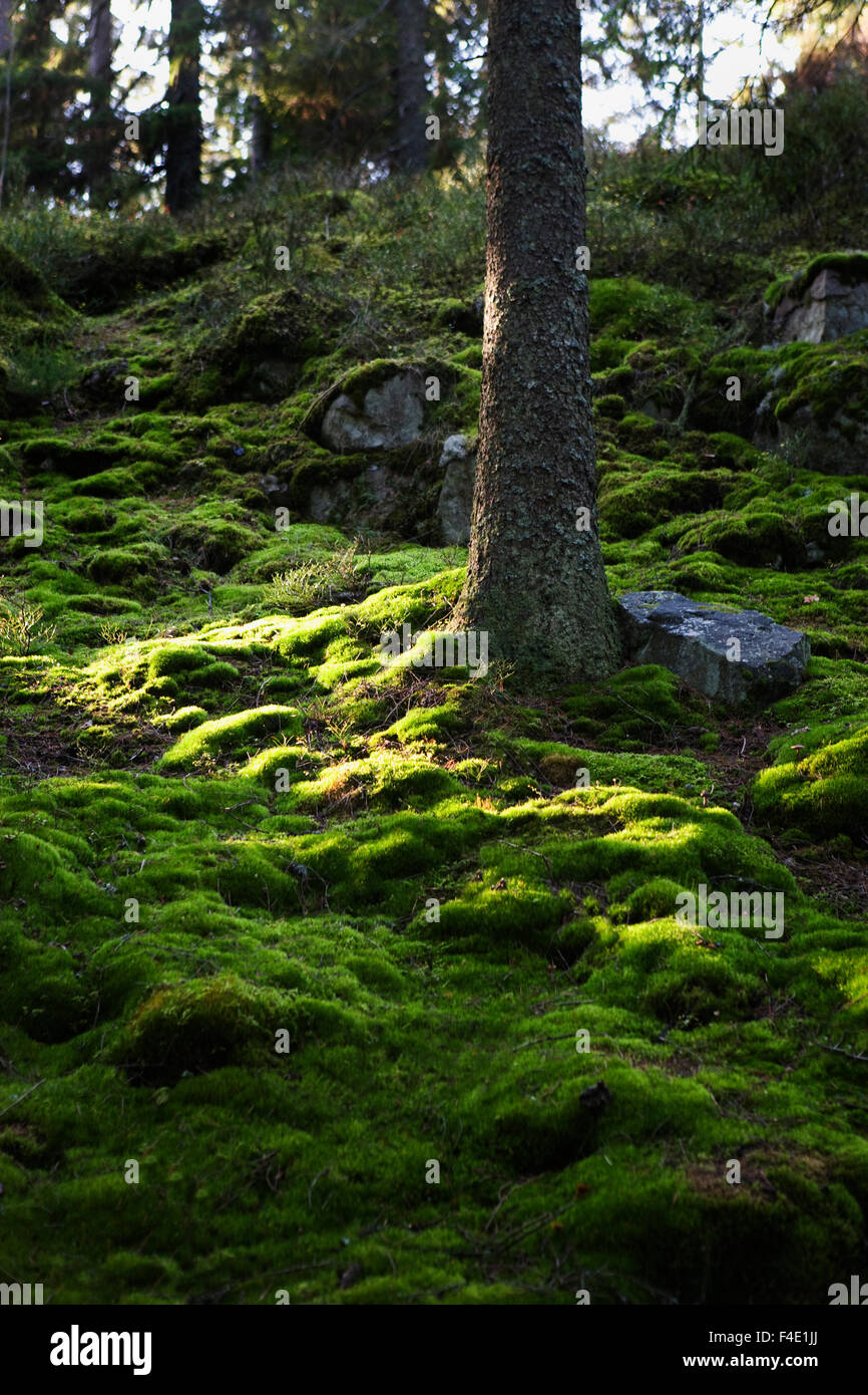 A forest, Bergslagen, Sweden Stock Photo - Alamy