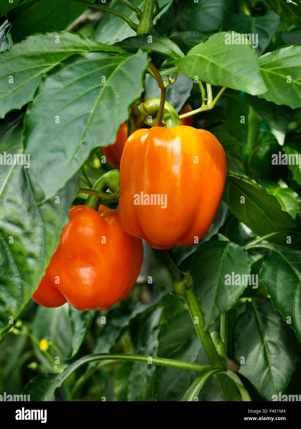 Orange pepper, Sweden Stock Photo - Alamy