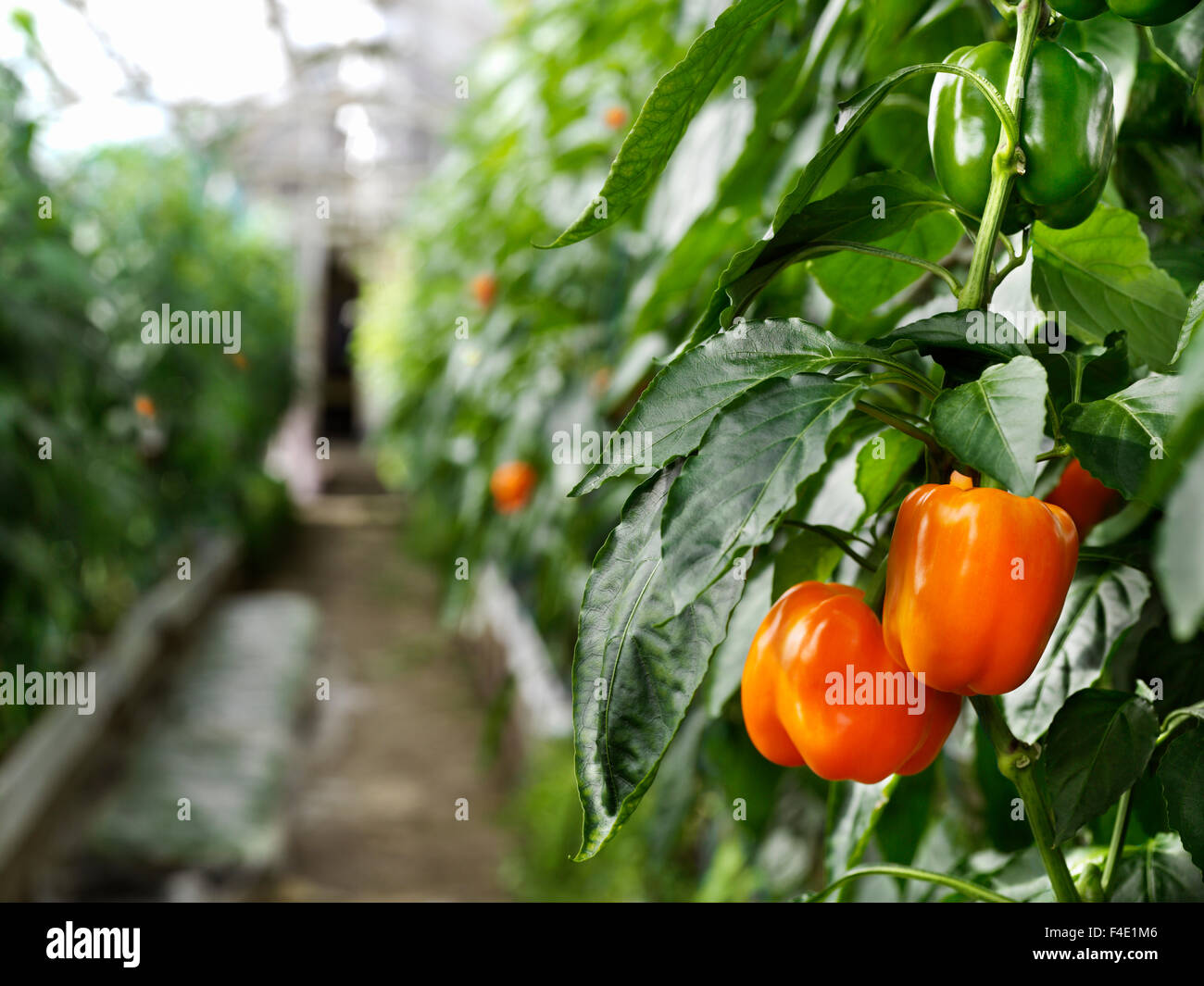 Orange pepper, Sweden Stock Photo - Alamy