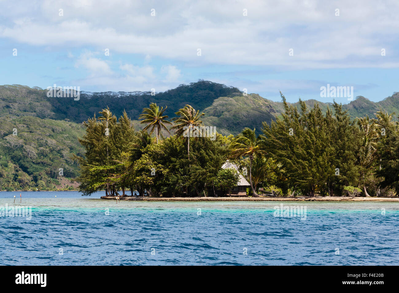 Pacific Ocean, French Polynesia, Society Islands, Raiatea. Trees in ...