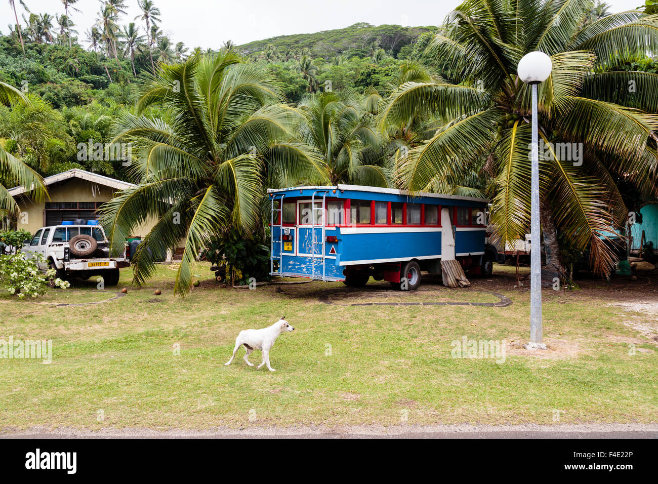 Pacific Ocean, French Polynesia, Society Islands, Raiatea. Dog by old ...