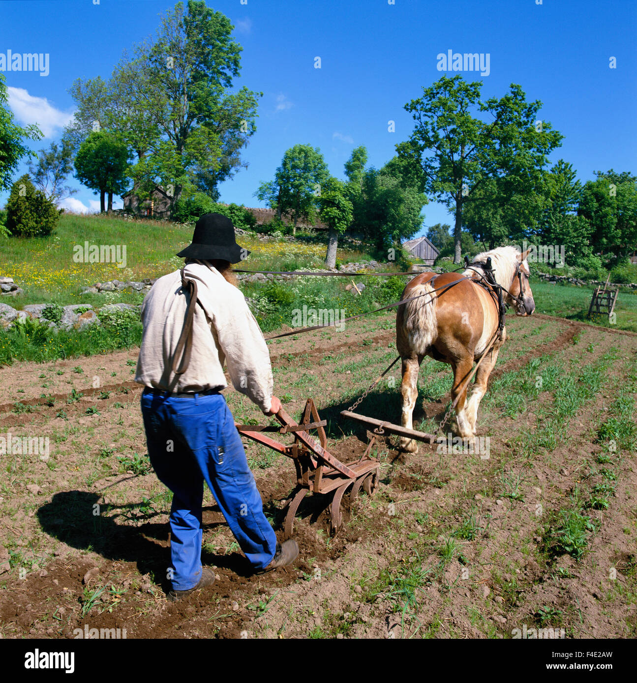 Man working in a field of potatoes, Halland, Sweden Stock Photo - Alamy