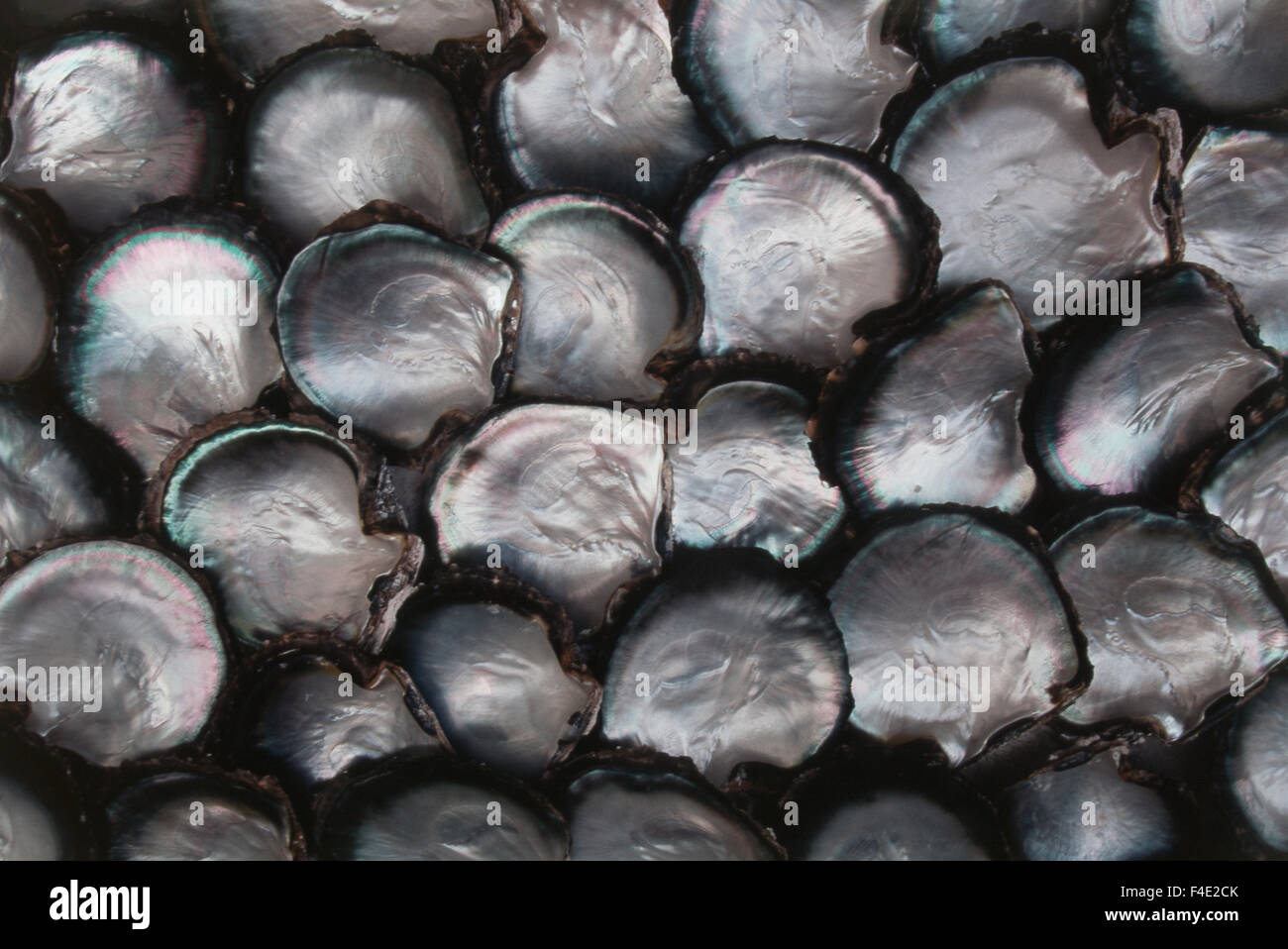 French Polynesia, Tiki, Moorea, Close-Up of oyster shell. (Large format ...
