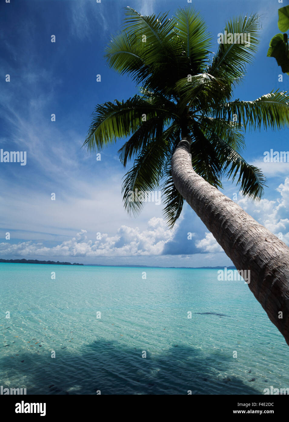 Palau, Micronesia, Palm tree at Palau Lagoon (Large format sizes ...