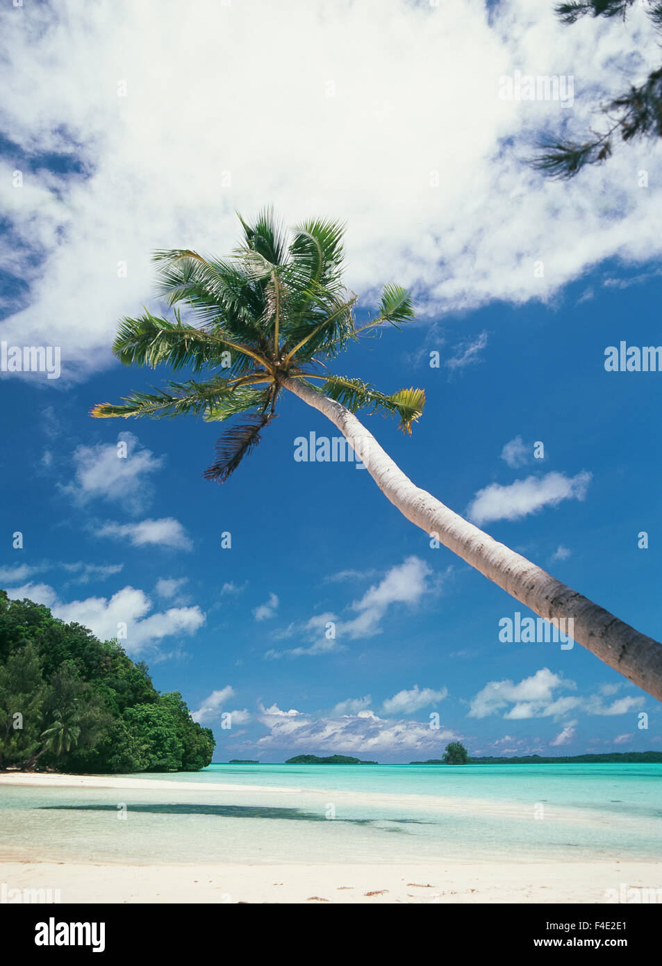 Palau, Palm trees along tropical beach (Large format sizes available ...