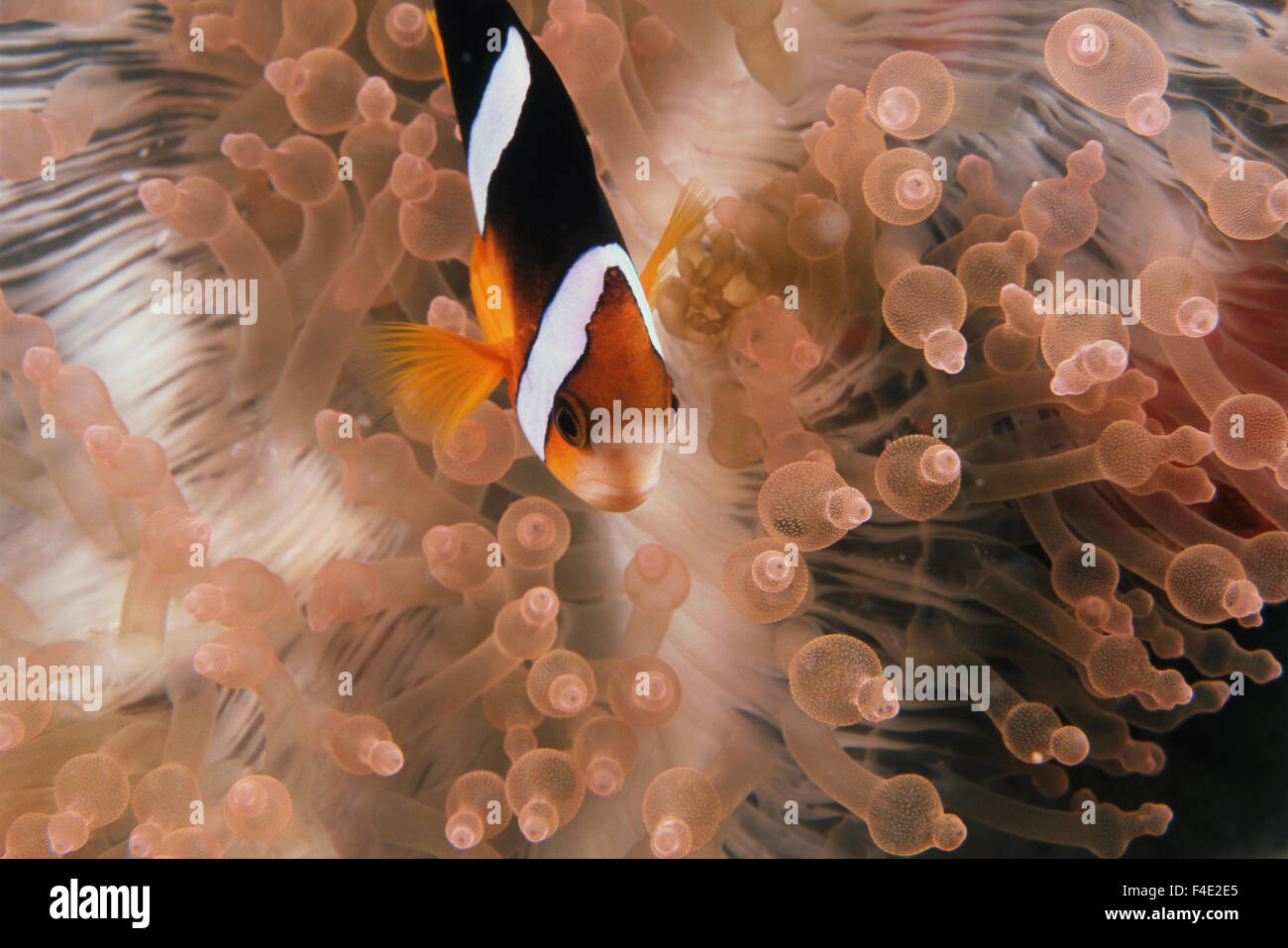 Micronesia, Palau, Anemonefish (Amphiprion Chrysopterus) (Large format ...