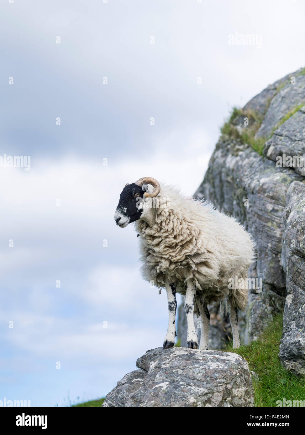 Sheep (Cheviot) on the Isle of Harris, home of the Harris Tweed. Only ...