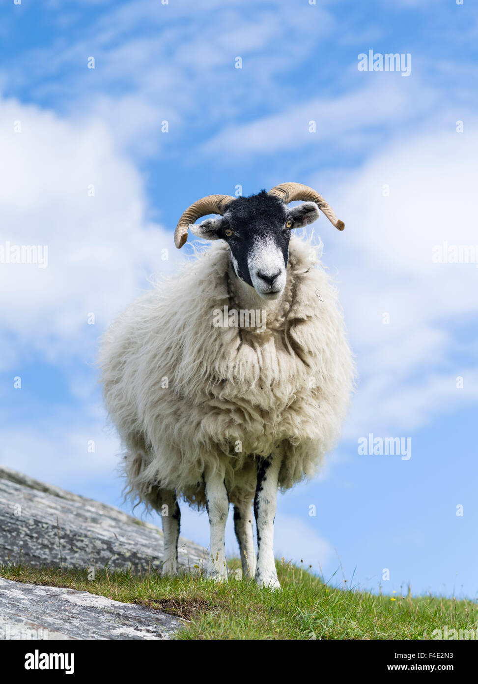Traditional farming lewis hi-res stock photography and images - Alamy