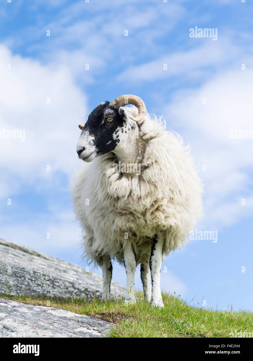 Sheep (Cheviot) on the Isle of Harris, home of the Harris Tweed. Only ...