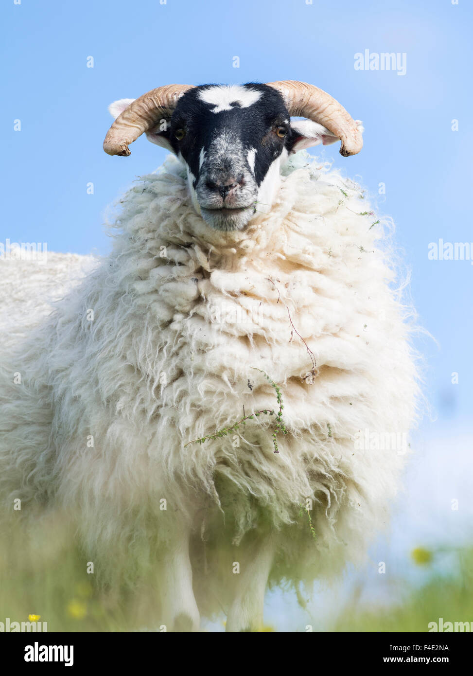 Sheep (Cheviot) on the Isle of Harris, home of the Harris Tweed. Only ...