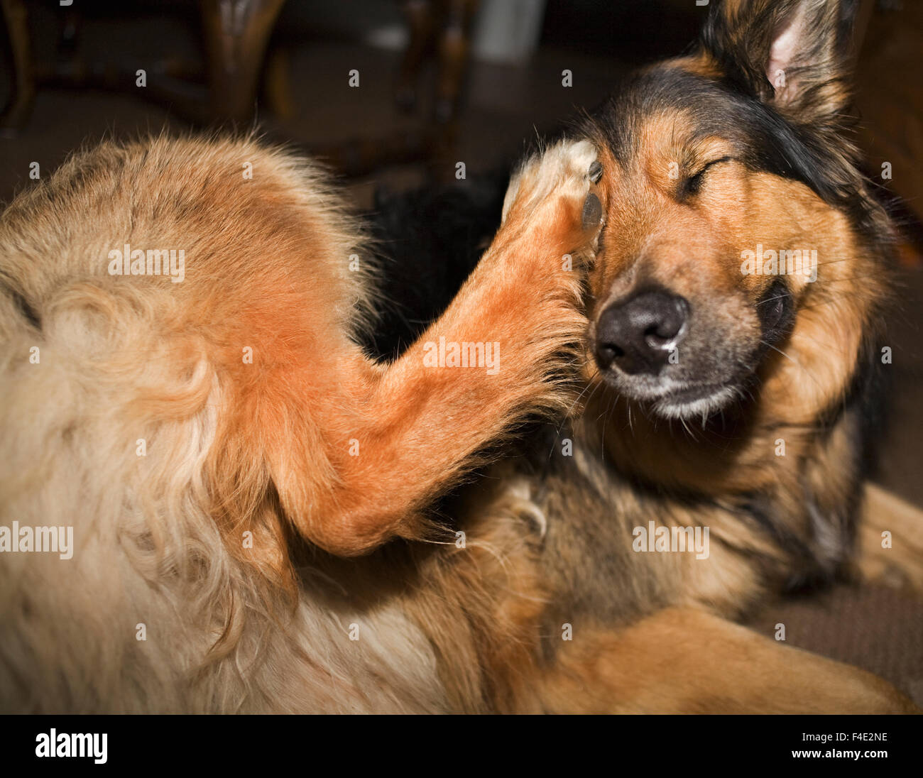 Dog scratch hi-res stock photography and images - Alamy