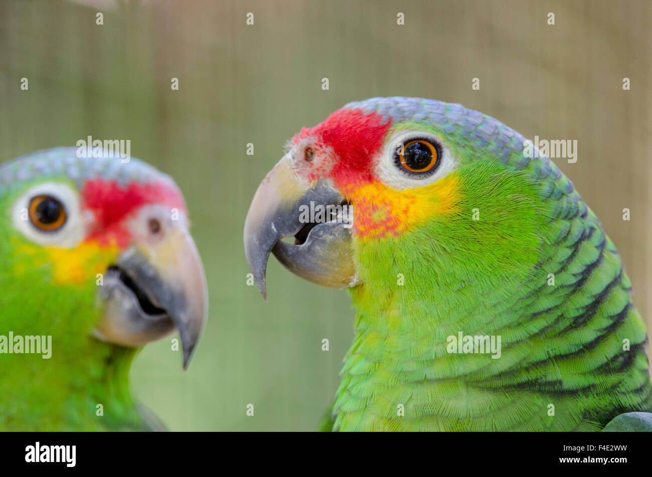 Belize, Belize City, Belize City Zoo. Head detail of pair of Red-lored ...