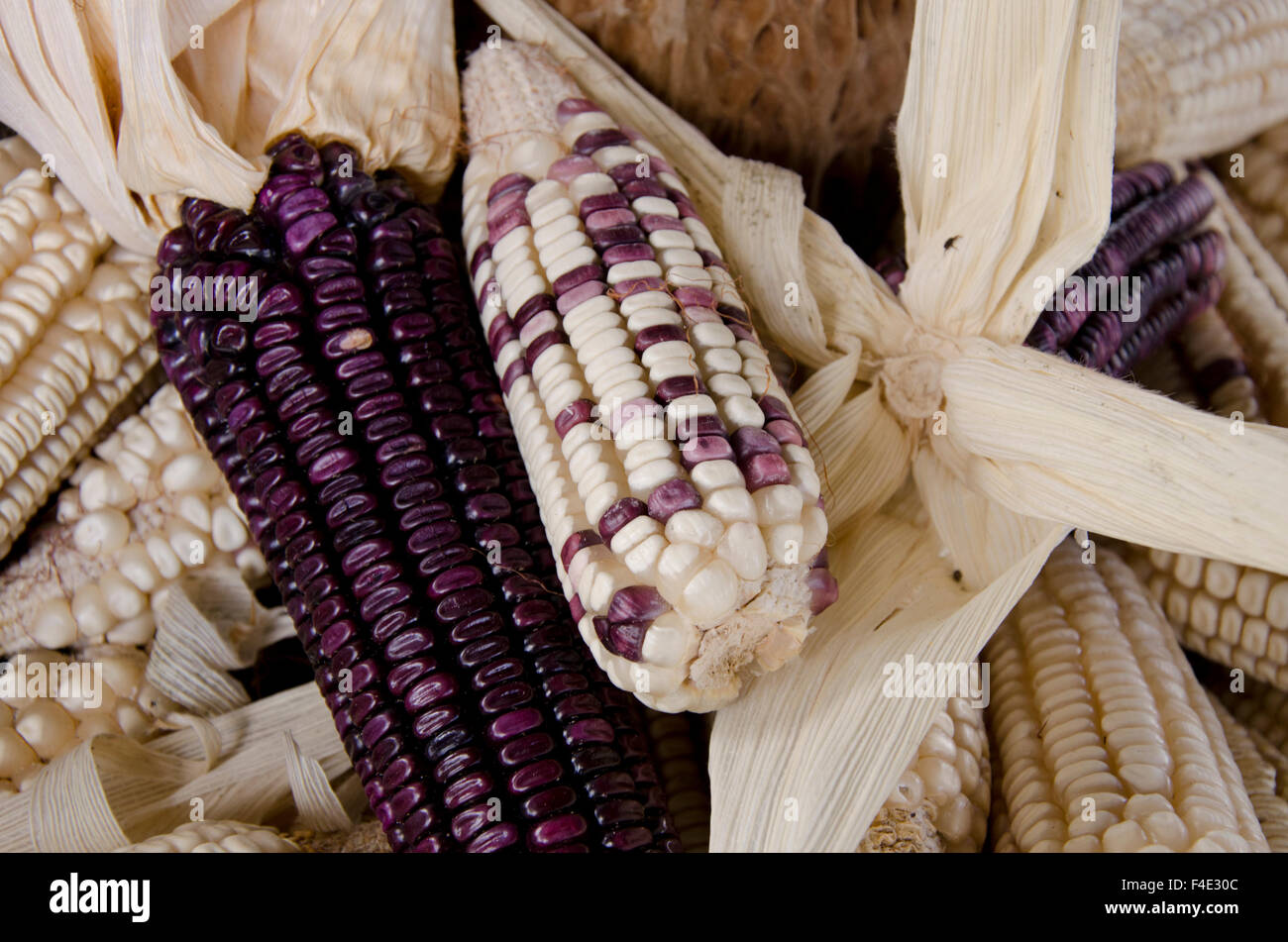 Belize, Punta Gorda, Columbia. Agouti Cacao Farm. Sustainable mountain ...