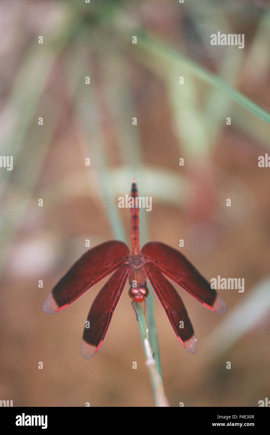 Palau, Babeldaob Island, Dragonfly (Neurothemis Terminata) (Large ...