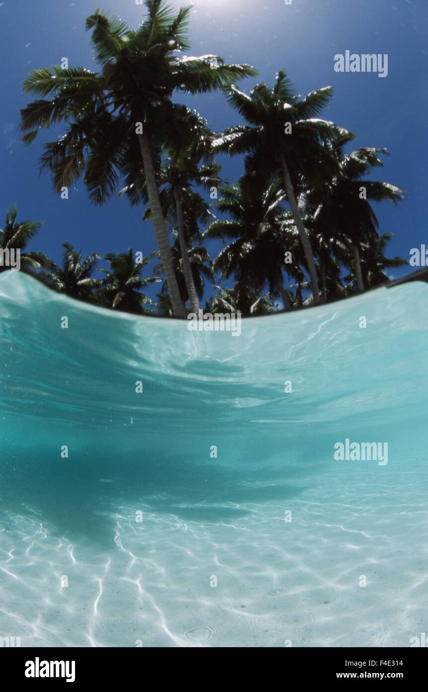 Palau, View of Islands tree, World Heritage Site (Large format sizes ...