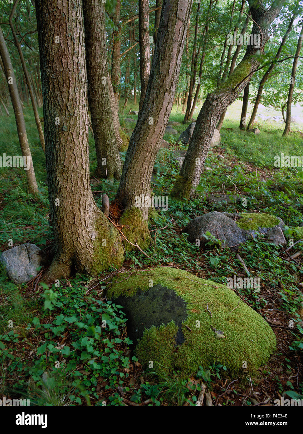 Alders nature reserve hi-res stock photography and images - Alamy